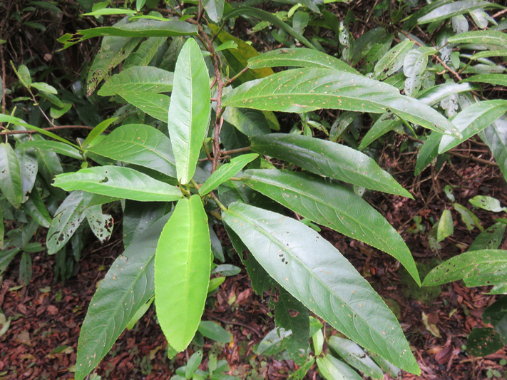 Acalypha integrifolia, Eugenia tinifolia, and Labourdonnaisia glauca ...