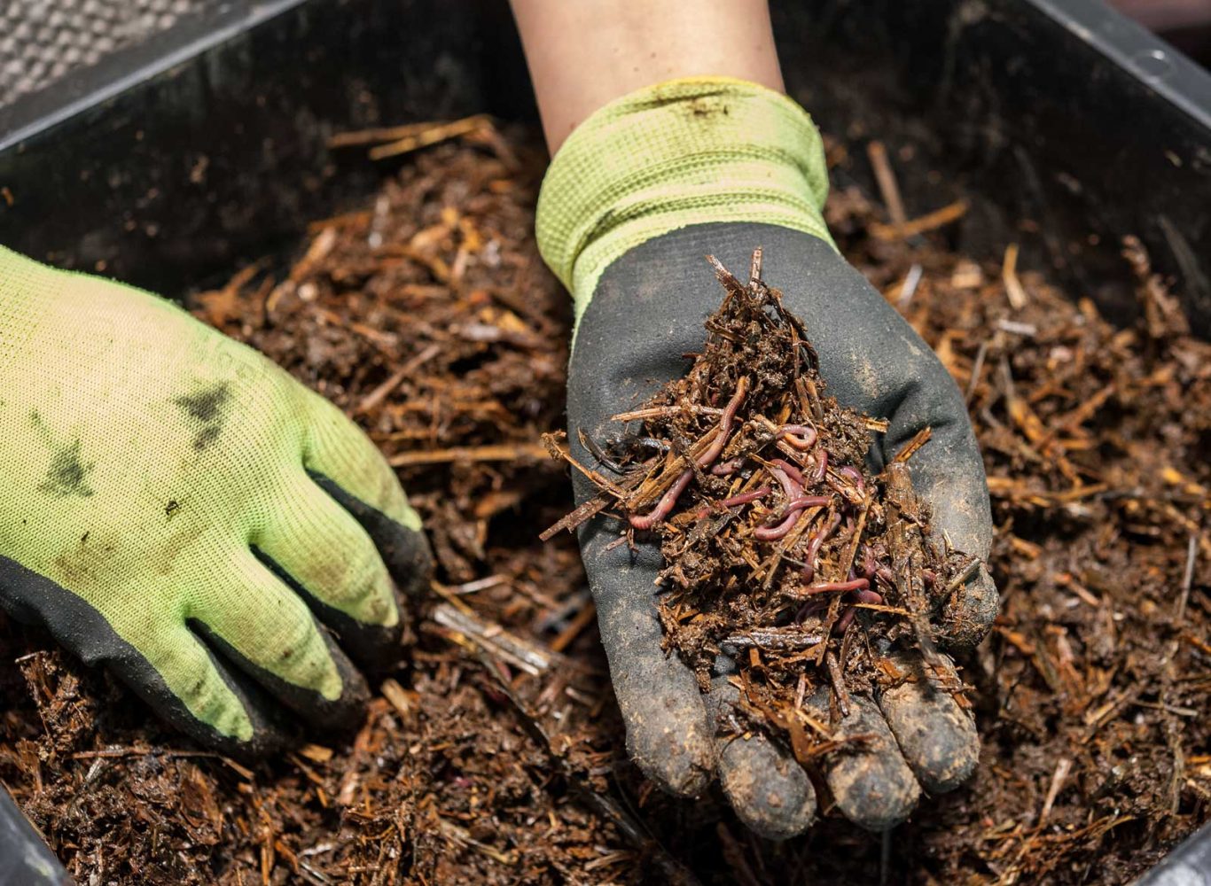 Vermiculture - Agritech Mauritius